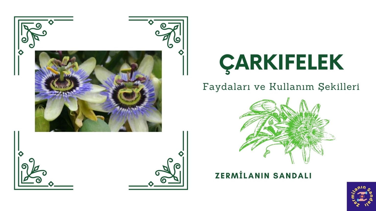 Çarkıfelek (Passiflora) – Çarkıfelek Faydaları ve Kullanım Şekilleri ...