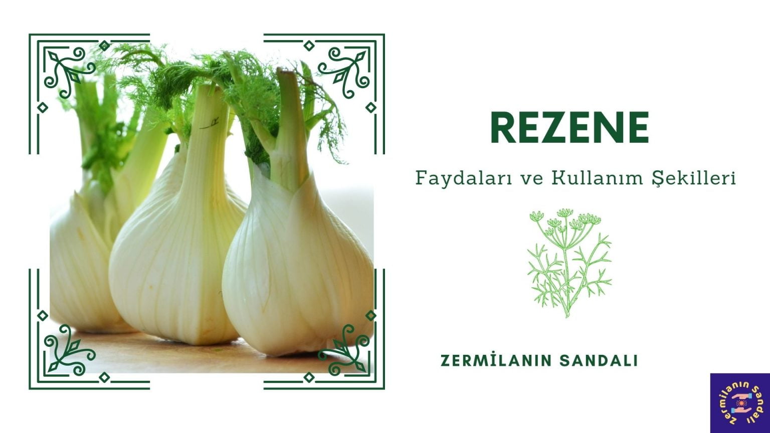 Rezene (Raziyane)- Rezene Faydaları ve Kullanım Şekilleri