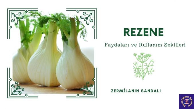 Rezene (Raziyane)- Rezene Faydaları ve Kullanım Şekilleri